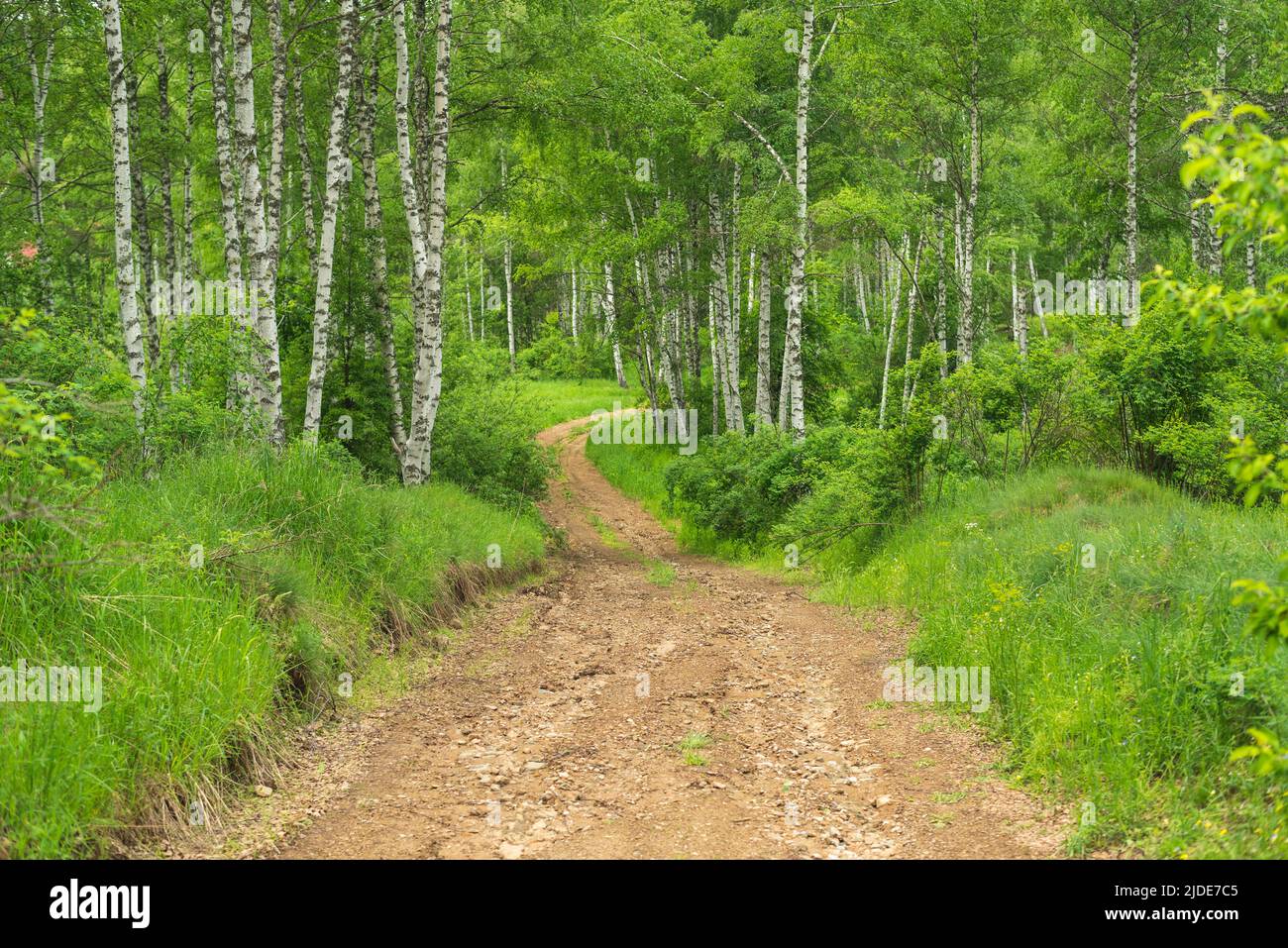 Beautiful birch trees on mountain in green grass next to dirty road on ...