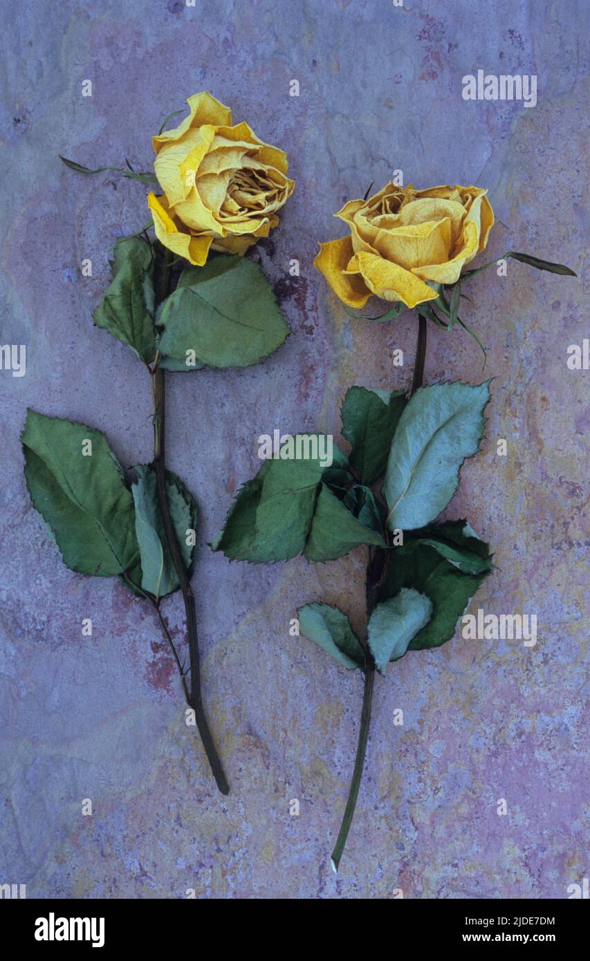 Two dried yellow roses or Rosa lying with their stems and leaves on ...