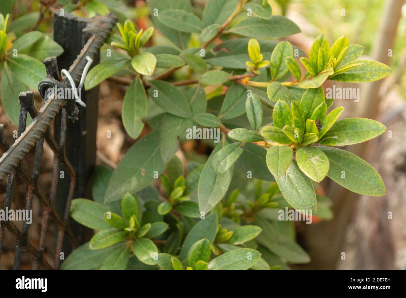 Hojas de azalea hi-res stock photography and images - Alamy