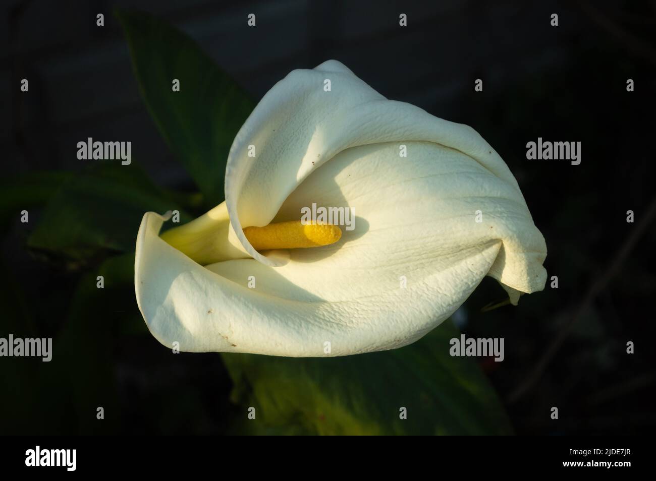 Calla flower in garden hi-res stock photography and images - Alamy