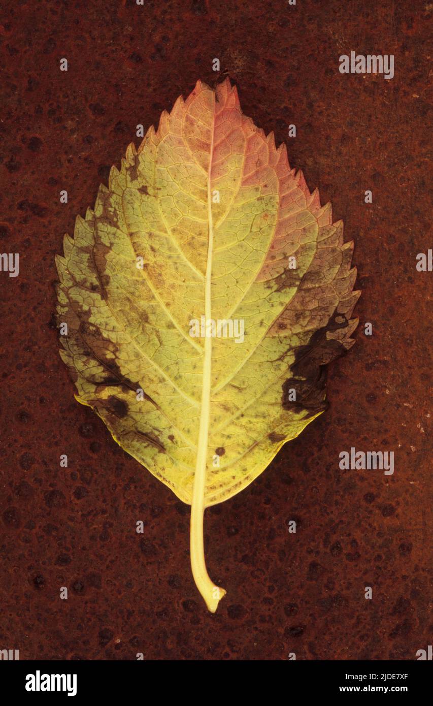 Close up from above of single leaf of Hydrangea macrophylla turning ...
