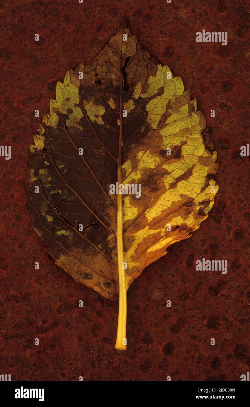 Close up from above of single leaf of Hydrangea macrophylla turning ...