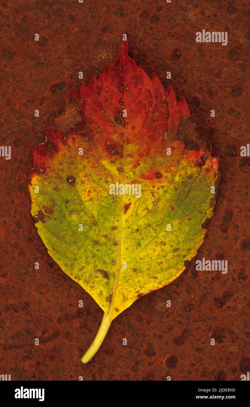 Decaying hydrangea hi-res stock photography and images - Alamy