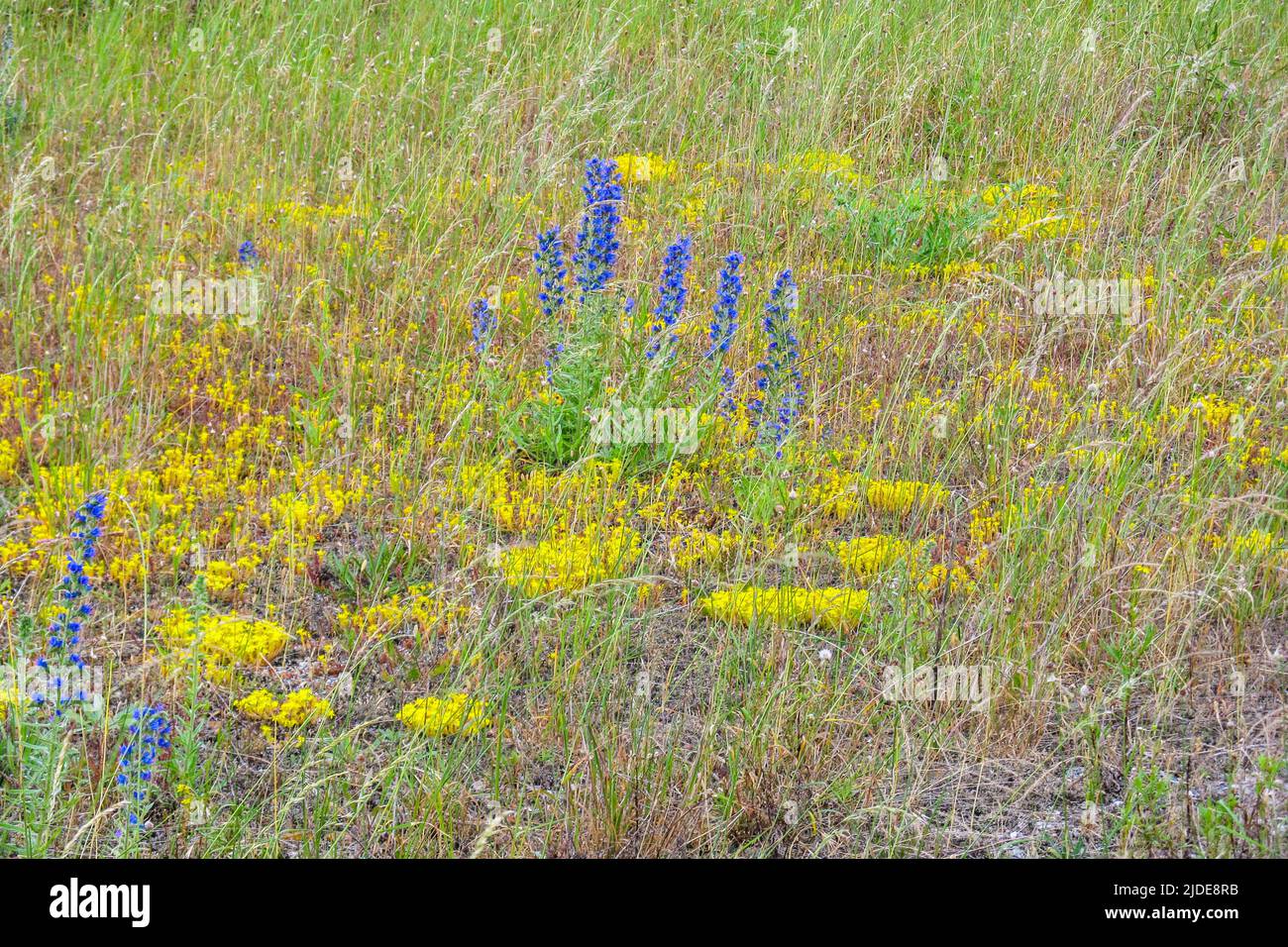 Variety of colorful wildflowers in bloom in the marshy grassland ...