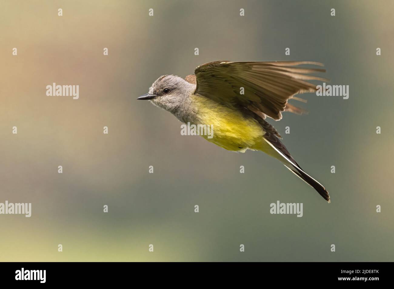 Western Kingbird (Tyrannus verticalis) in Flight Stock Photo - Alamy