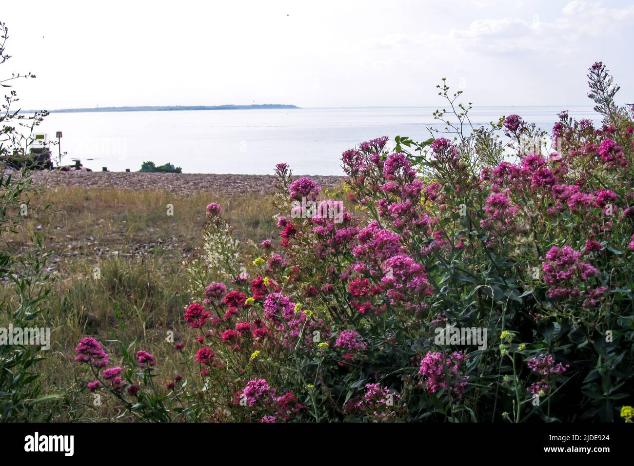 Purplish-pink flowers of a red Valerian plant growing wild along the ...