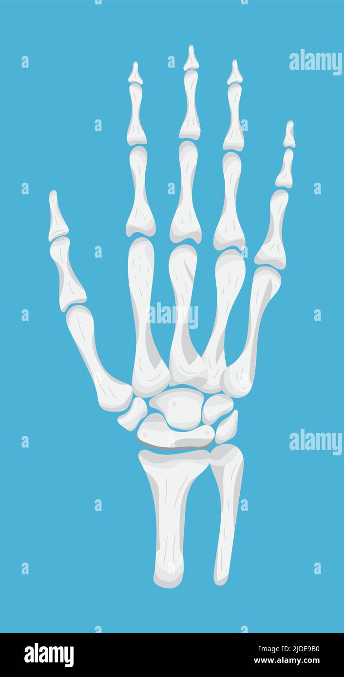 Arm, hand icon of radiography and x-ray concept vector. Phalanges of ...