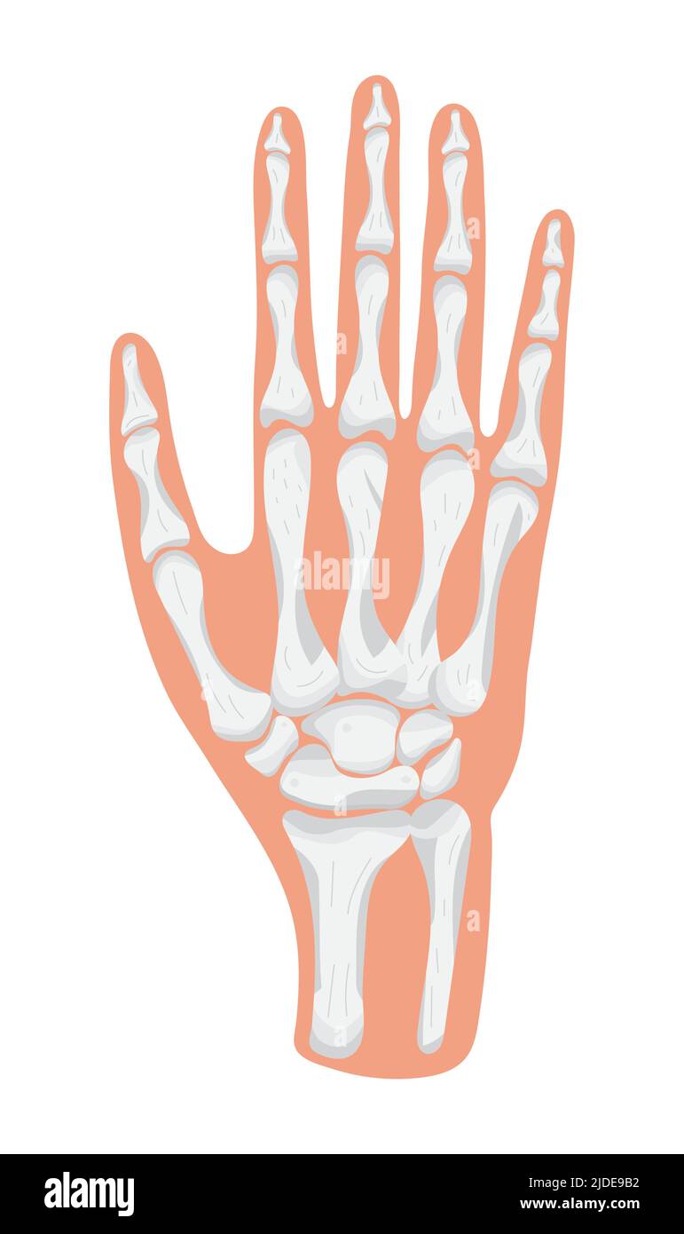 Arm, hand icon of radiography and x-ray concept vector. Phalanges of ...