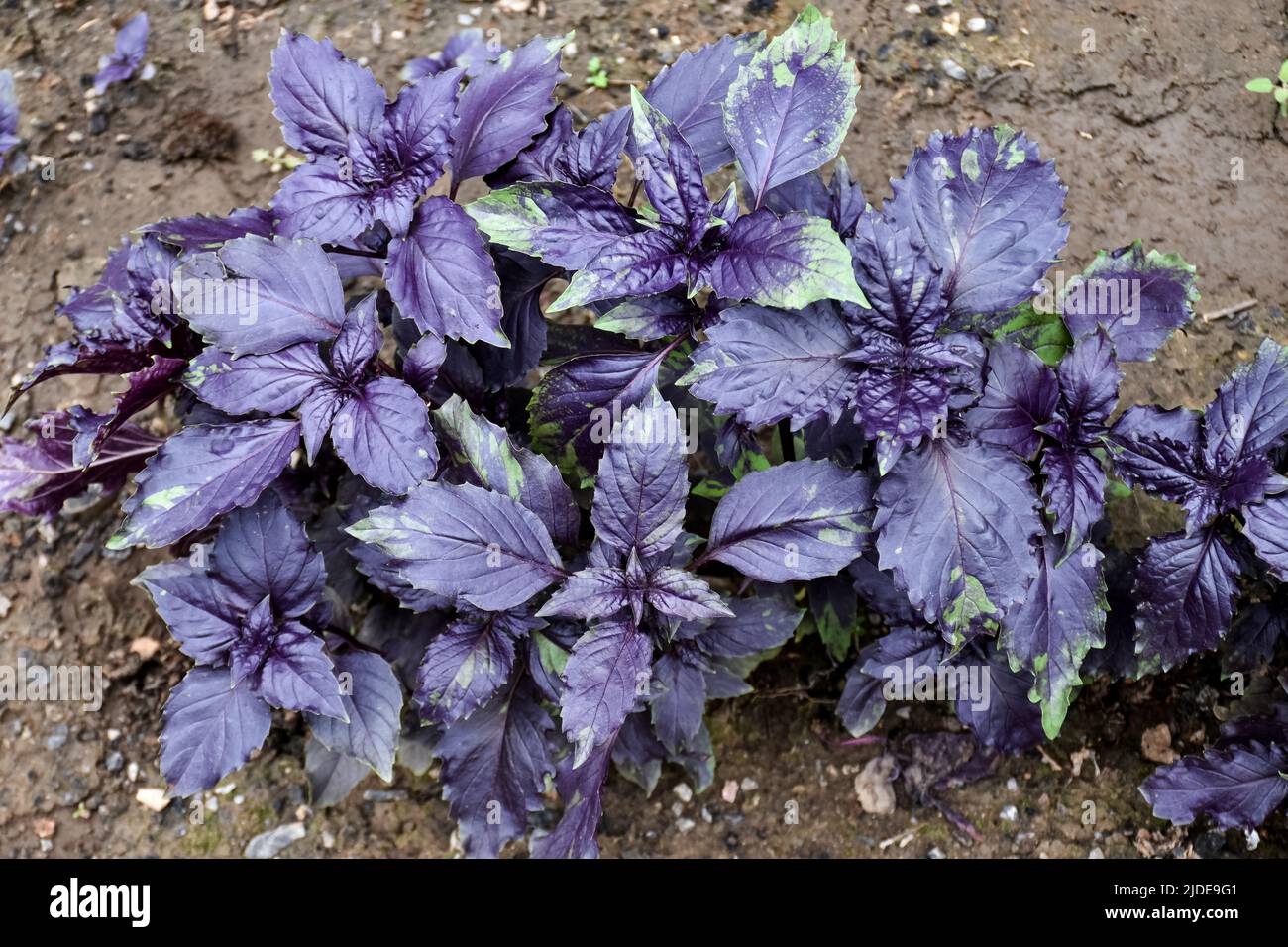 Young purple basil leaf sprouts in a bed, garden plot, culinary herb ...