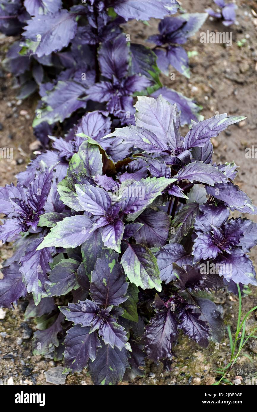 Young purple basil leaf sprouts in a bed, garden plot, culinary herb ...