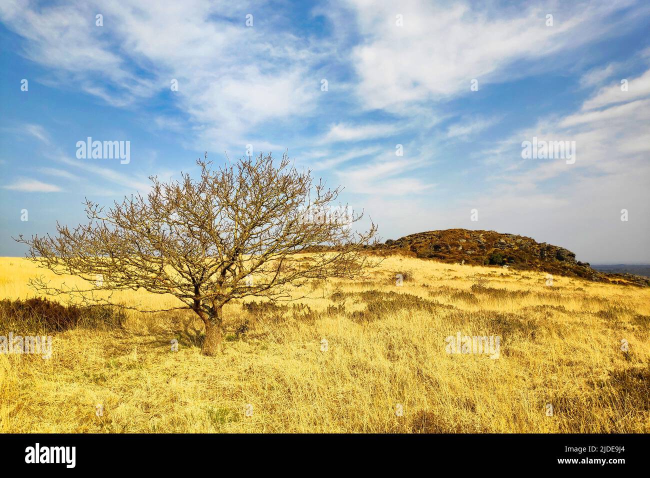 Lonely tree at the col Trédudon in the Monts d'Arrée, an ancient ...