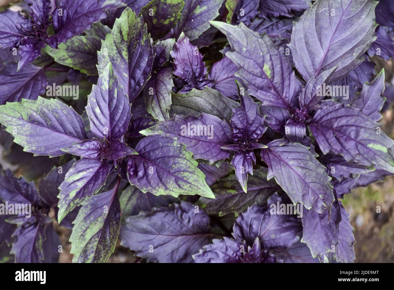 Young purple basil leaf sprouts in a bed, garden plot, culinary herb ...