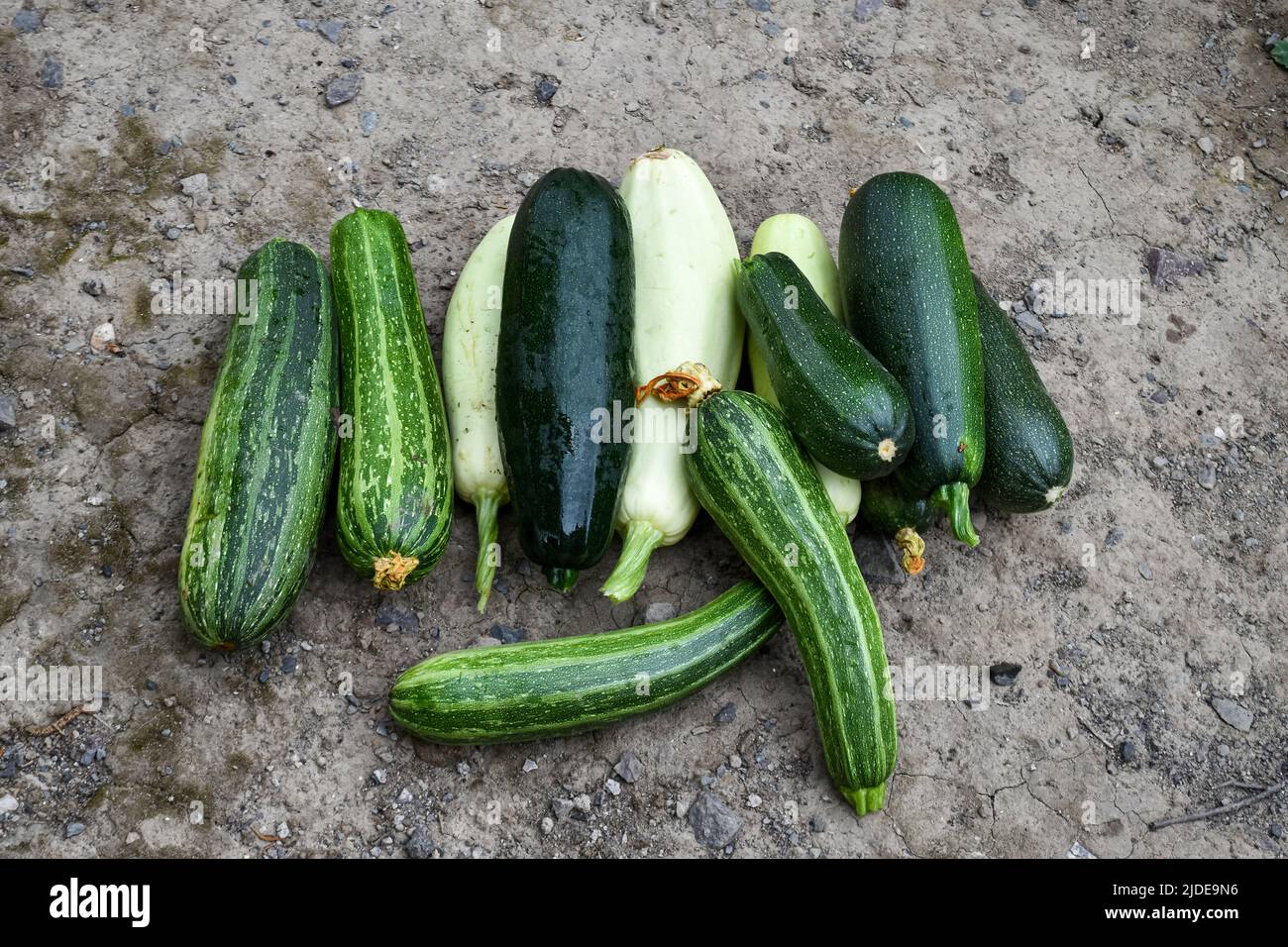 Fresh harvest vegetables, zucchini, Cucurbita pepo on the bed, garden ...
