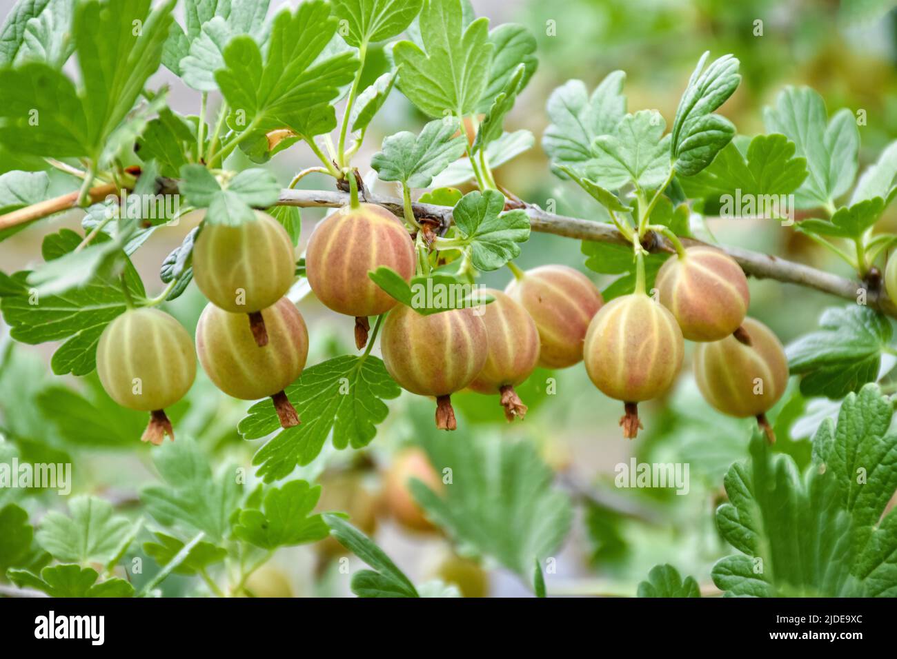 Close-up of ripe gooseberries on a branch in a garden plot Stock Photo ...
