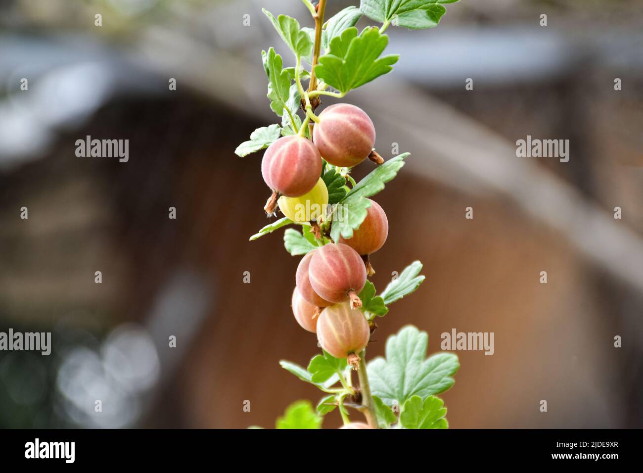 Gooseberries on branch hi-res stock photography and images - Alamy