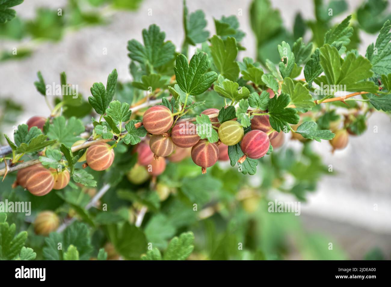 Growing red ripe gooseberries close hi-res stock photography and images ...