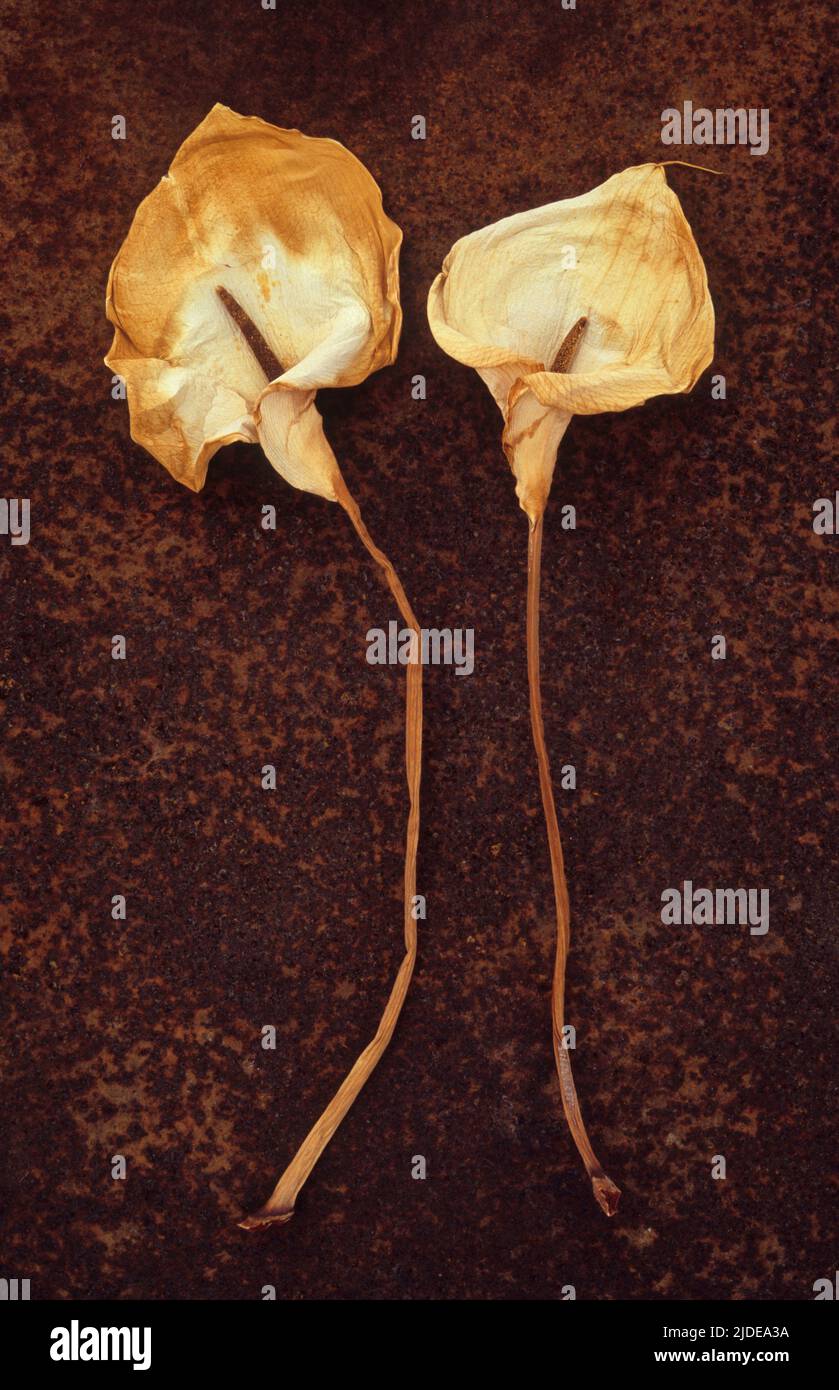 Two dried flowerheads of Arum or Calla lily or Zantedeschia aethiopica ...