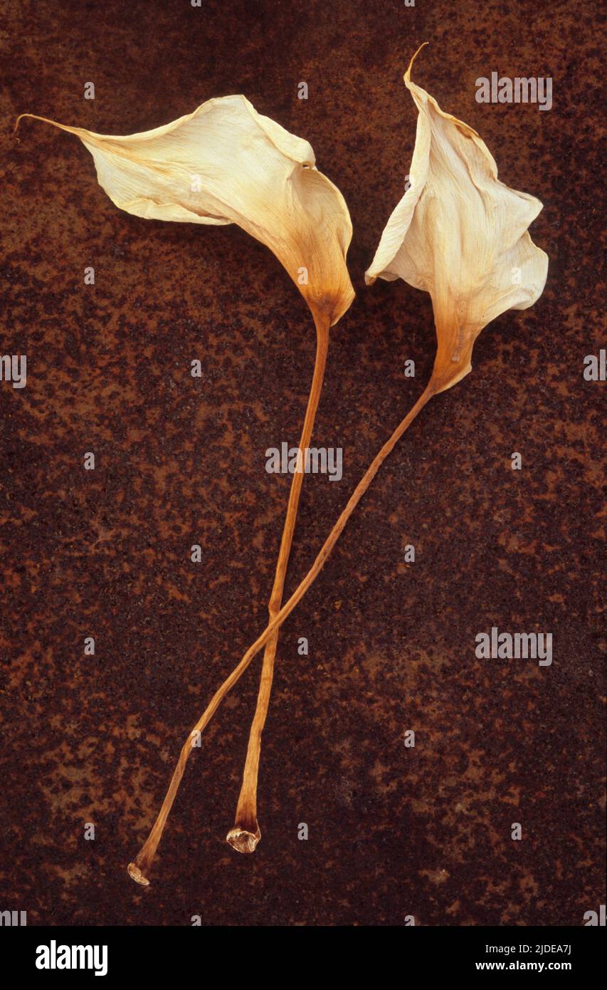 Two dried flowerheads of Arum or Calla lily or Zantedeschia aethiopica ...
