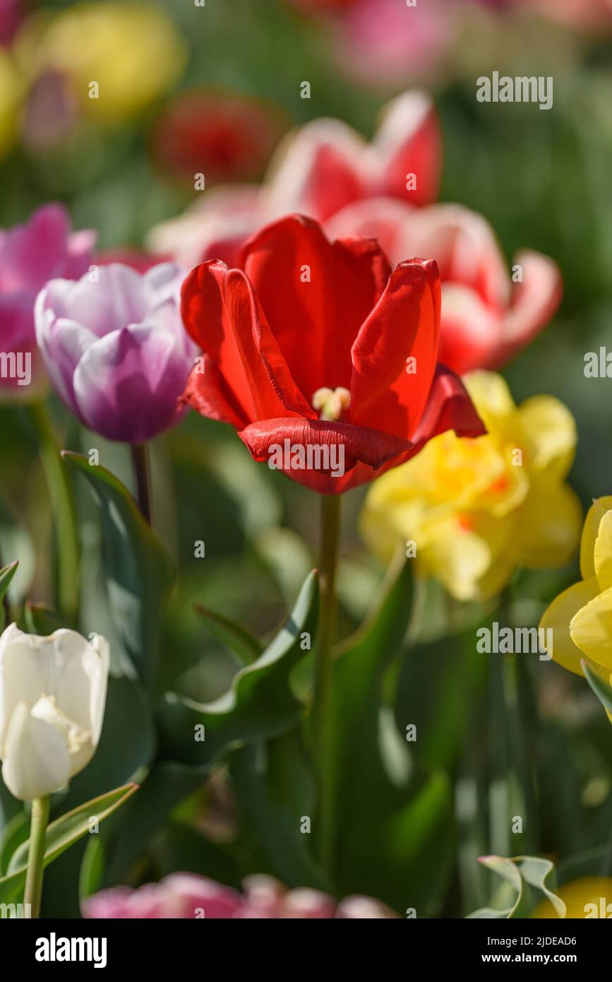 In the field of a flower crop view of a group of tulips of different ...