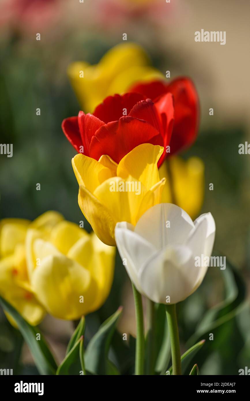 In the field of a flower crop view of a group of tulips of different ...