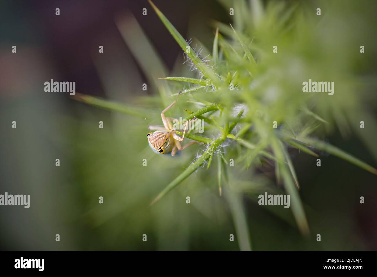 Macro of a colorful small cicada from a northern portuguese meadow ...