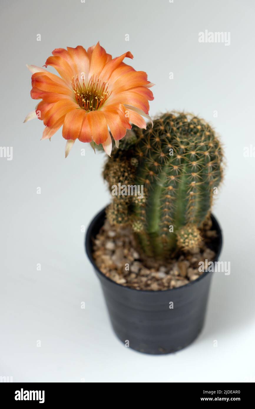 Rose cactus hi-res stock photography and images - Alamy
