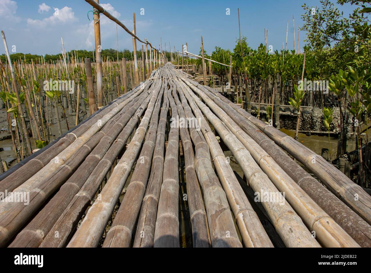 A bamboo footbridge built over the planting mangrove trees on the ...