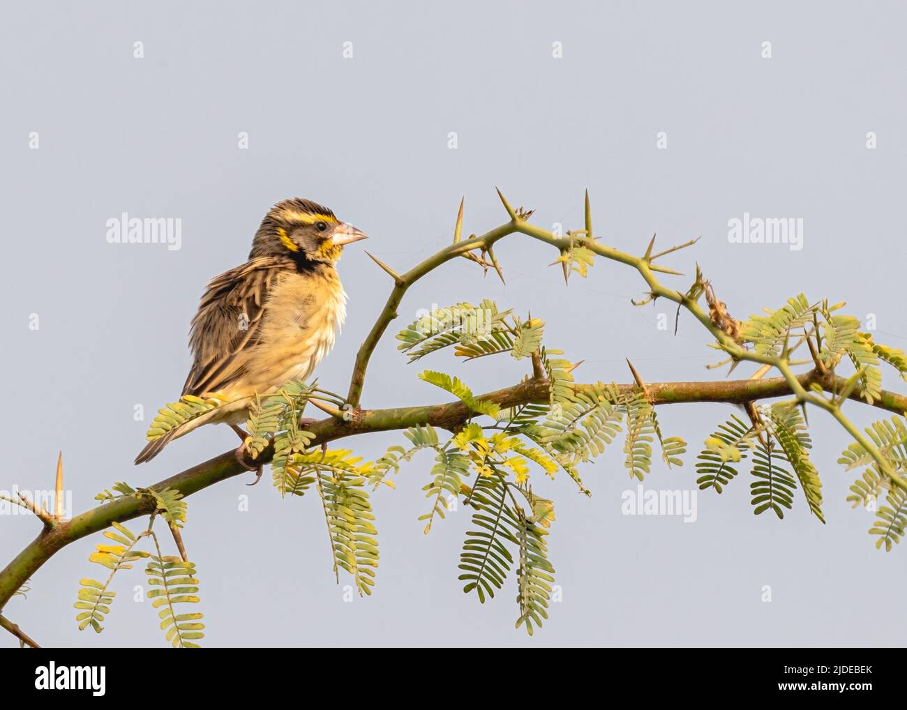Weaver bird on a bush tree against blue sky Stock Photo - Alamy