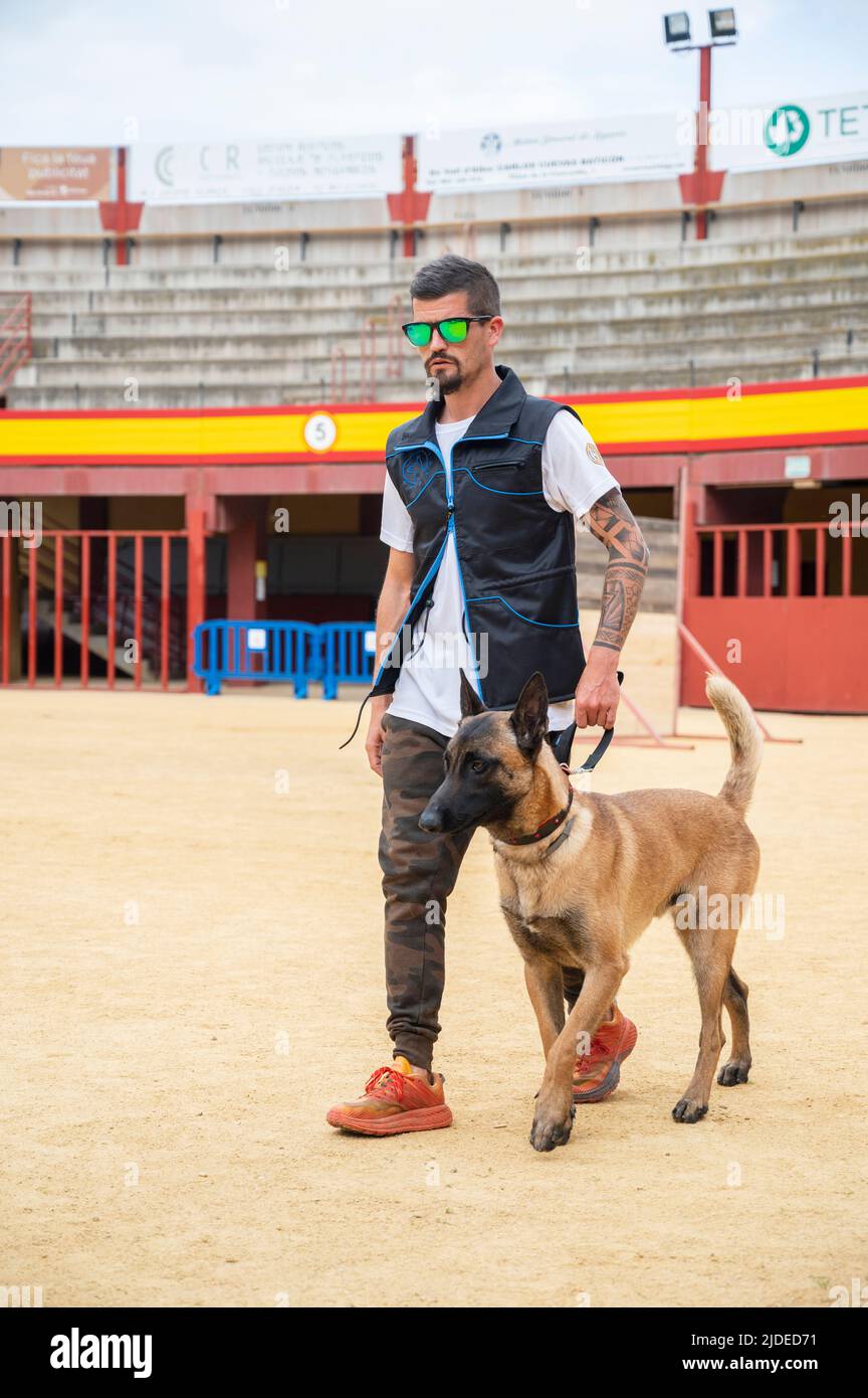 Nice Belgian Malinois trained dog walks next to its trainer Stock Photo ...