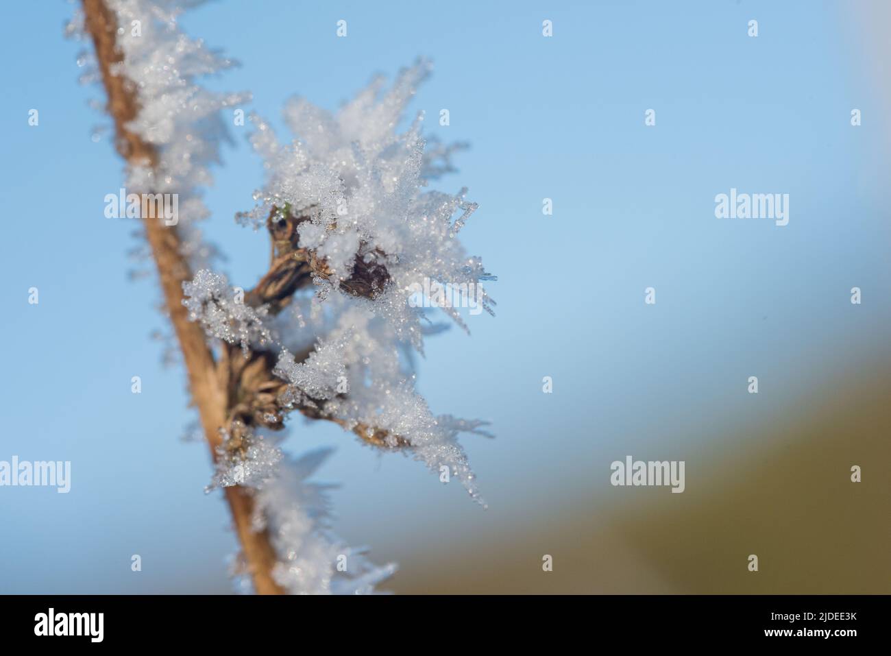 Frost on European hard rush seed head, Juncus inflexus, Carmarthenshire ...