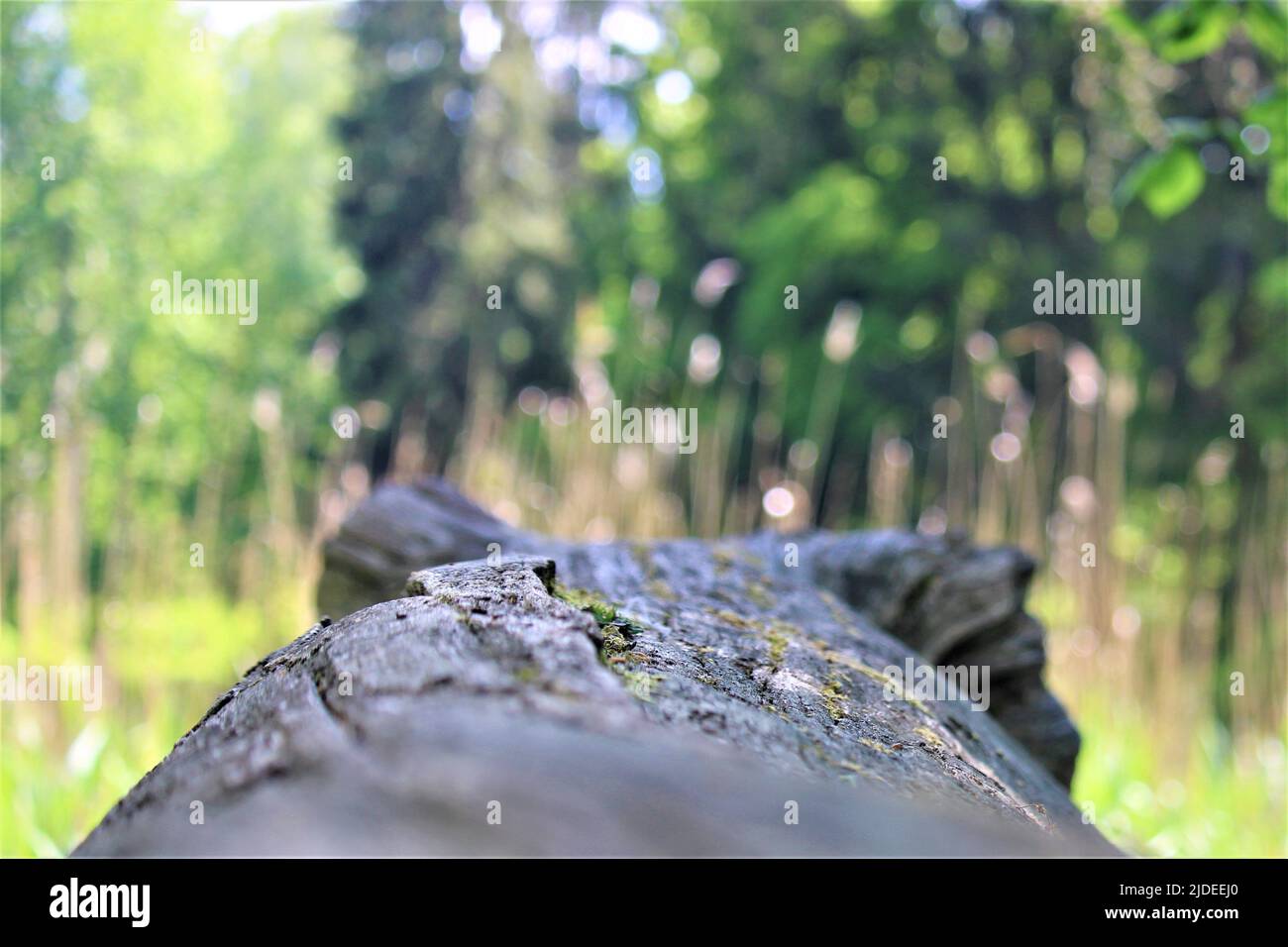 The beautiful nature of Latvia Stock Photo - Alamy