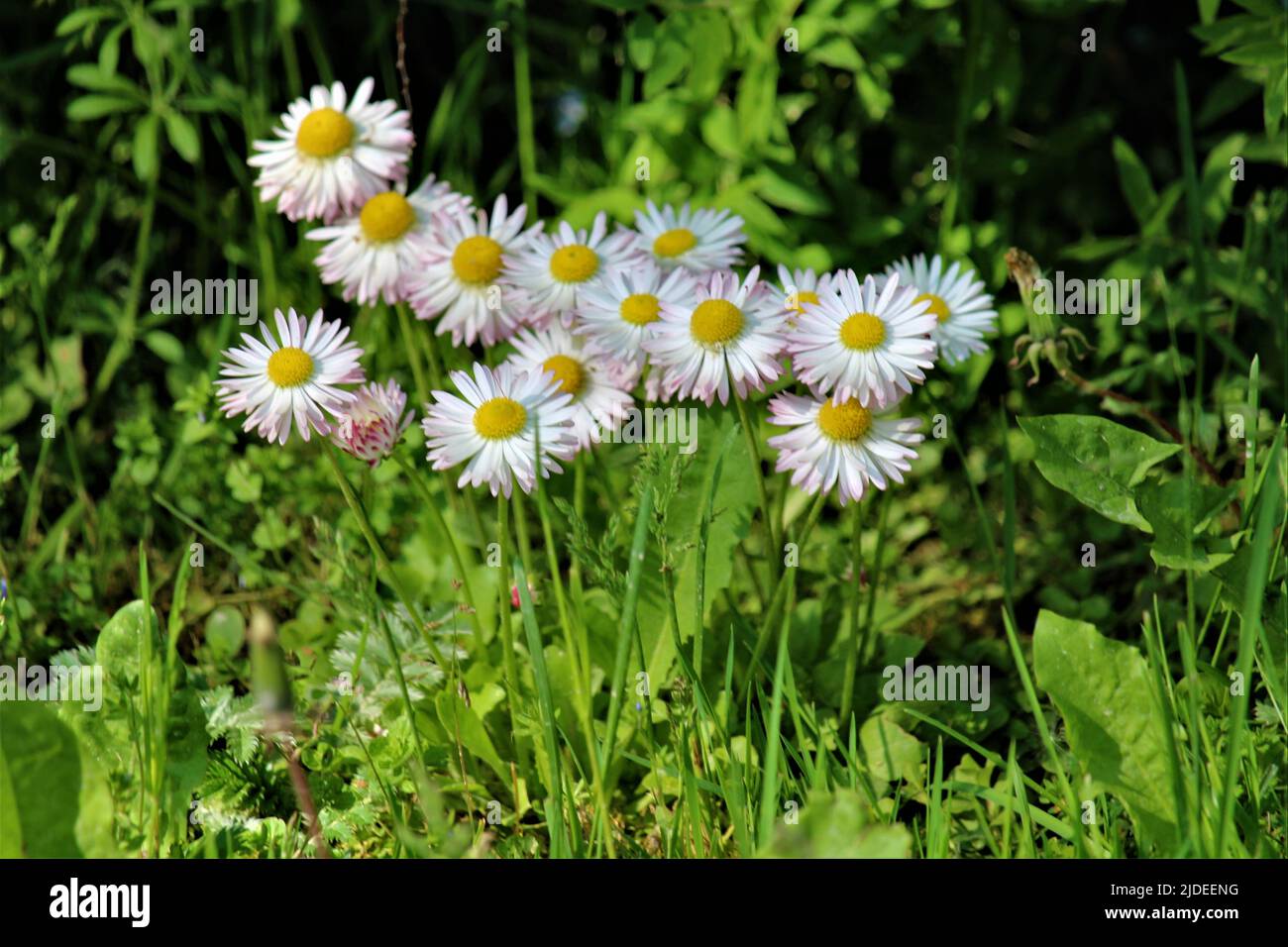 The beautiful nature of Latvia Stock Photo - Alamy