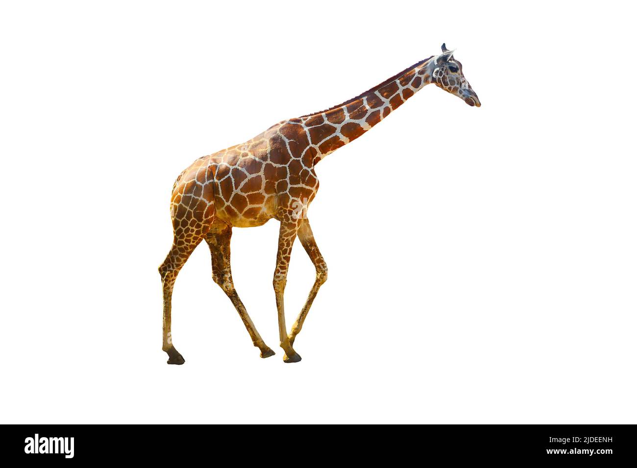 Giraffe isolated on white background Stock Photo - Alamy