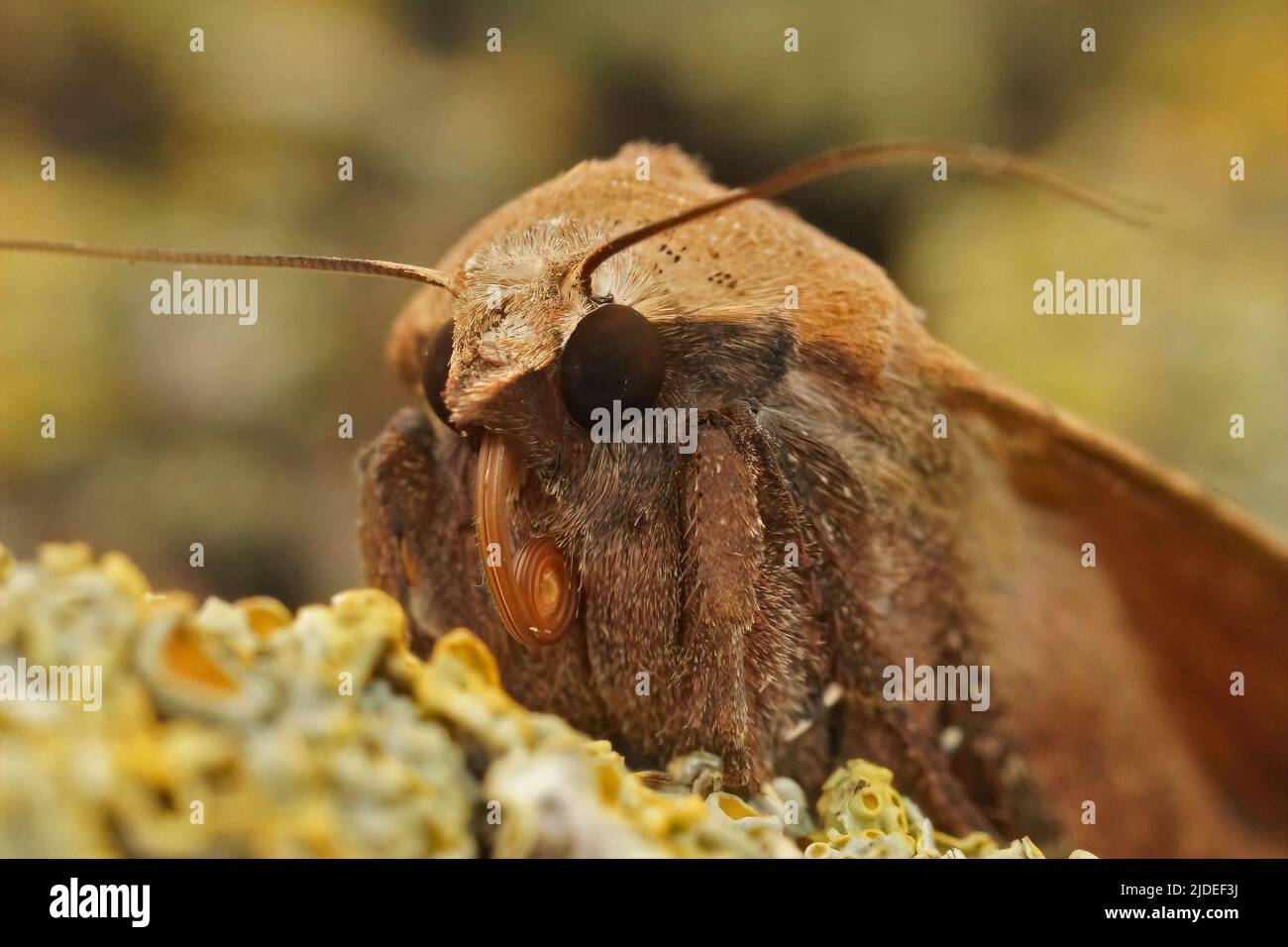 Large yellow underwing moth hi-res stock photography and images - Alamy
