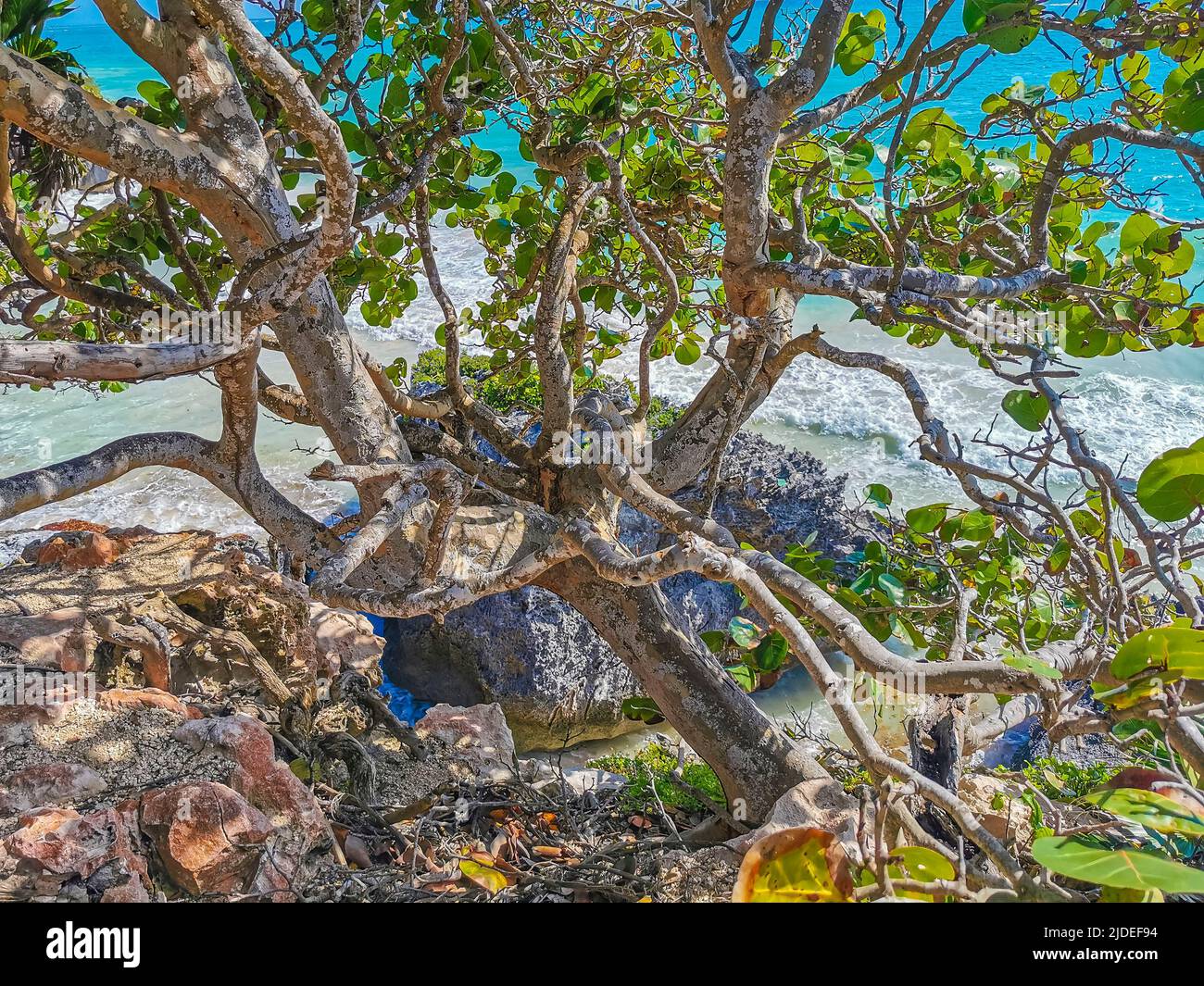 Ancient Tulum ruins Mayan site with temple ruins pyramids and artifacts ...