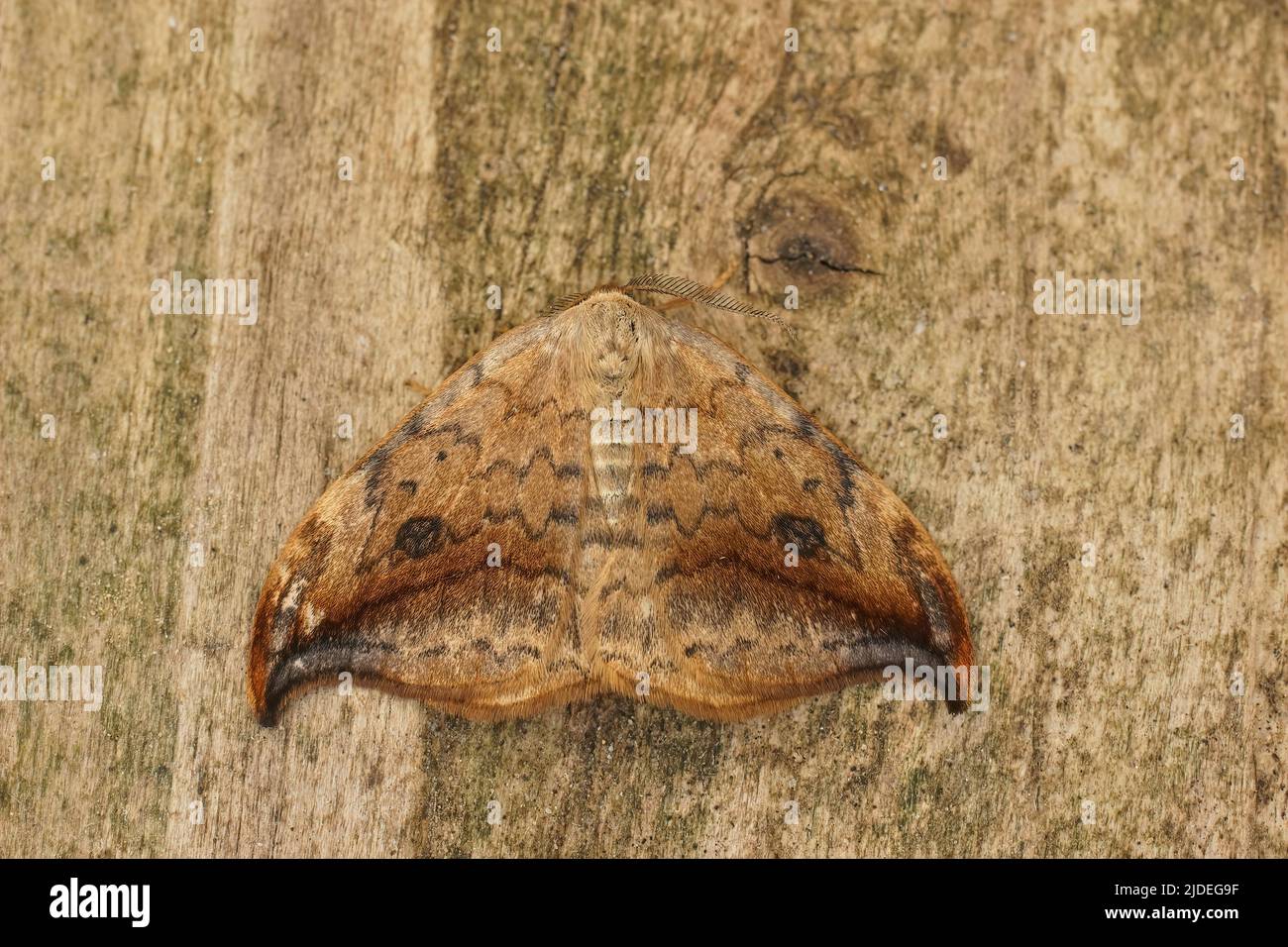 Drepana hi-res stock photography and images - Alamy