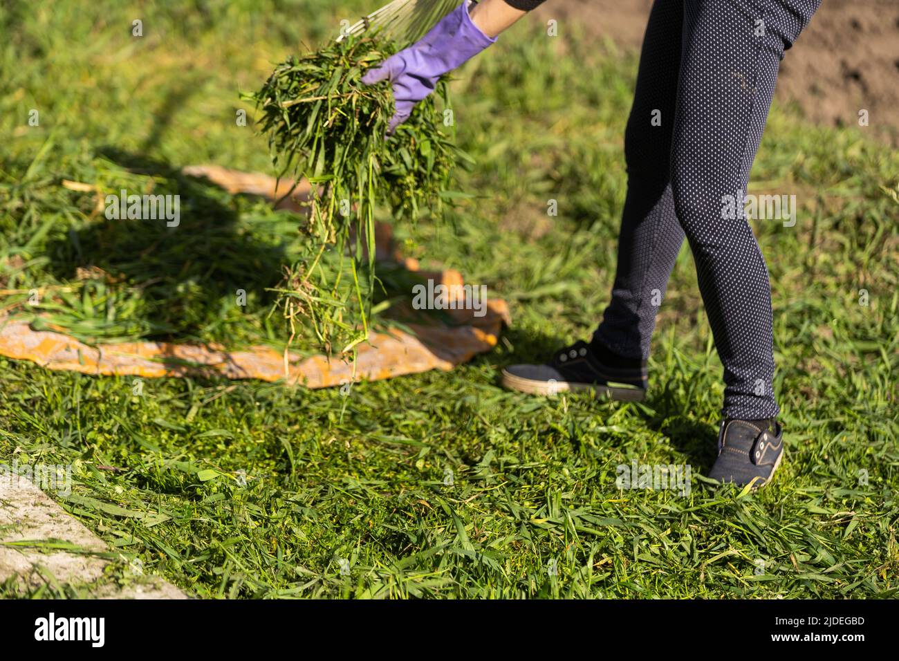 Cleaning mowed green grass from the lawn. The woman rakes the grass ...