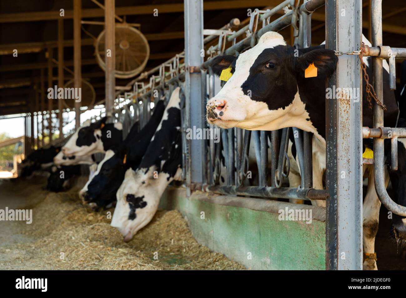 Milking cows eating stock feed in cowshed Stock Photo - Alamy