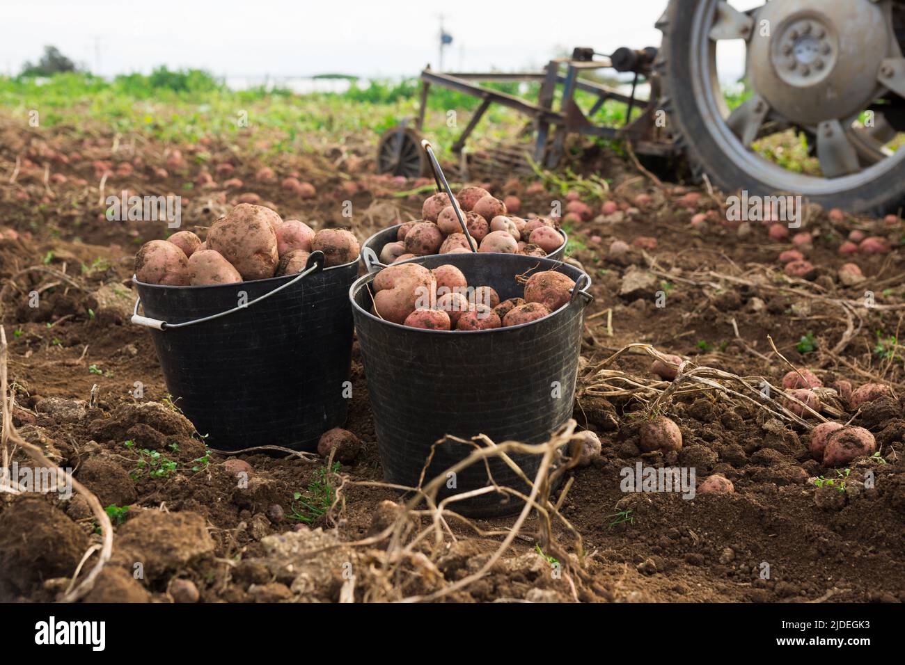 Ripe large potatoes dug in the farm field Stock Photo - Alamy