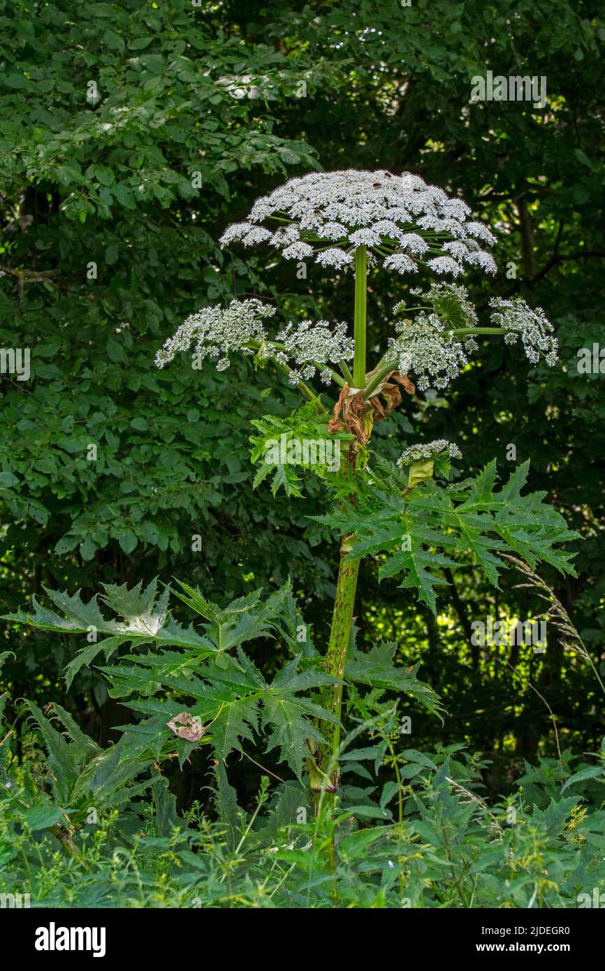 Giant hogweed / cartwheel-flower / giant cow parsley / giant cow ...