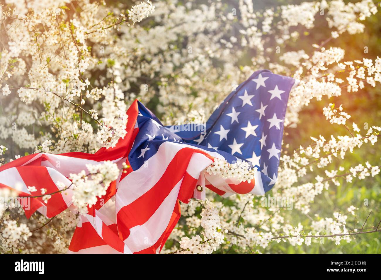 flag of America on the background of a flowering tree. Politics ...
