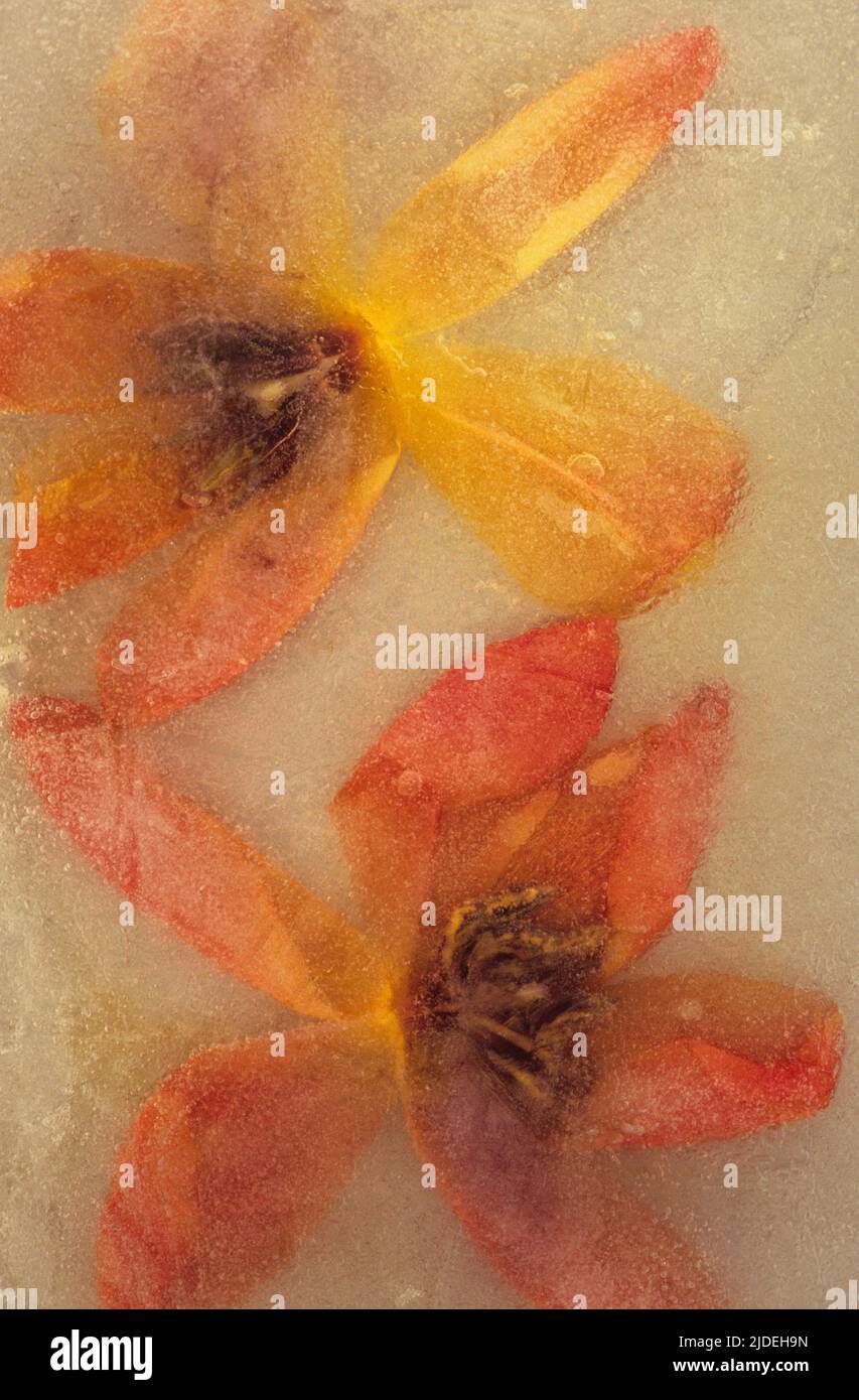 Two red and yellow tulip flowerheads lying open but trapped in sheet of ...