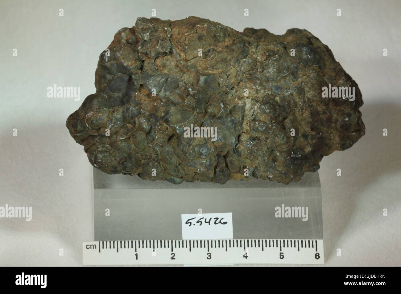 Francolite hi-res stock photography and images - Alamy