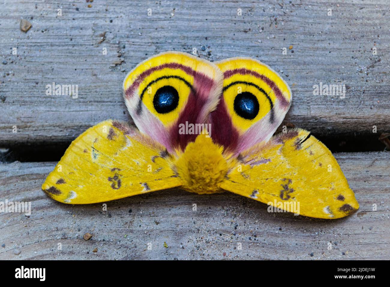 Io moth hi-res stock photography and images - Alamy
