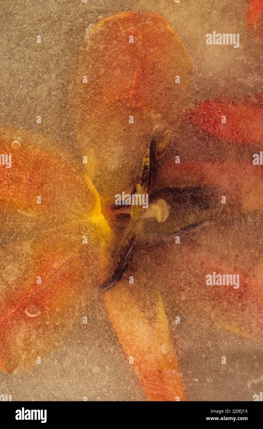 Red and yellow tulip flowerhead lying open but trapped in sheet of ice ...