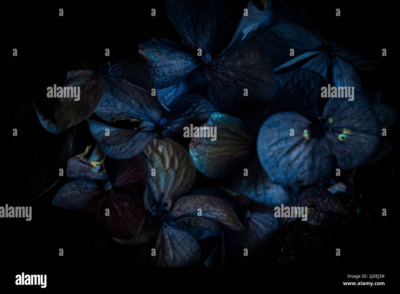 Dark colored flower hi-res stock photography and images - Alamy