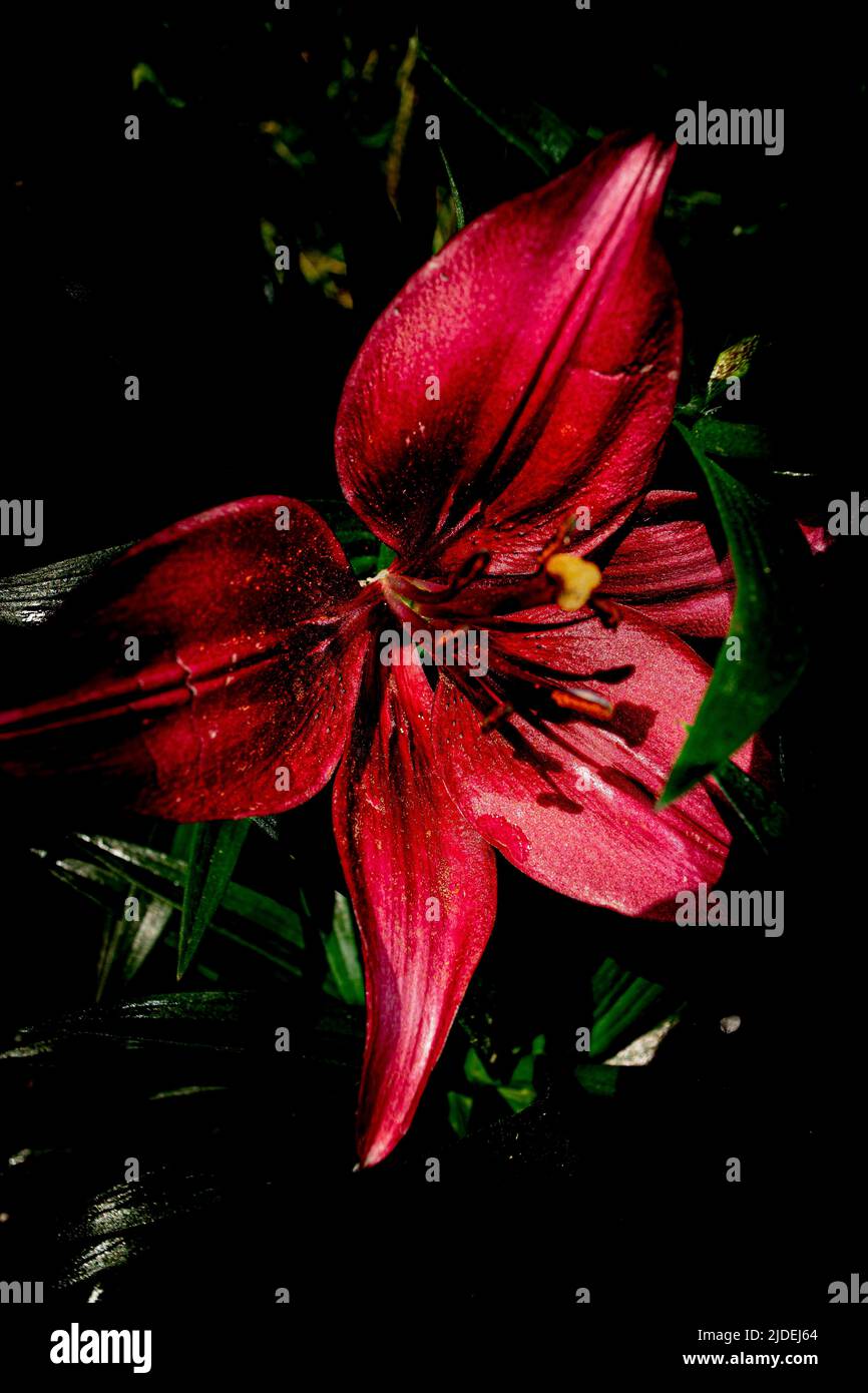 Maroon plant hi-res stock photography and images - Alamy