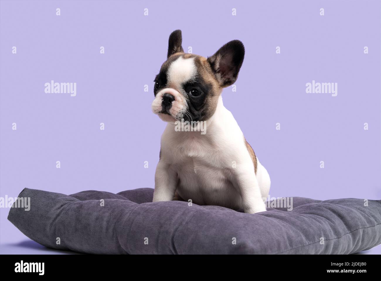 French bulldog puppy sits on a gray pillow on a purple background Stock ...