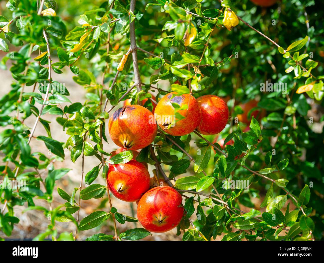 Pomegranates trees with pomegranates, organic natural fruits in a ...