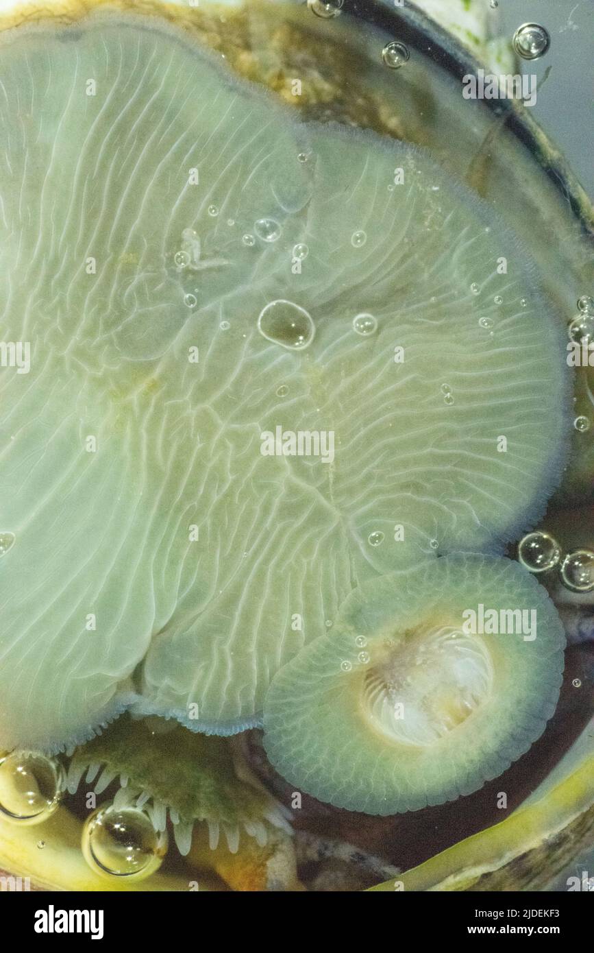 Limpet tongue hi-res stock photography and images - Alamy